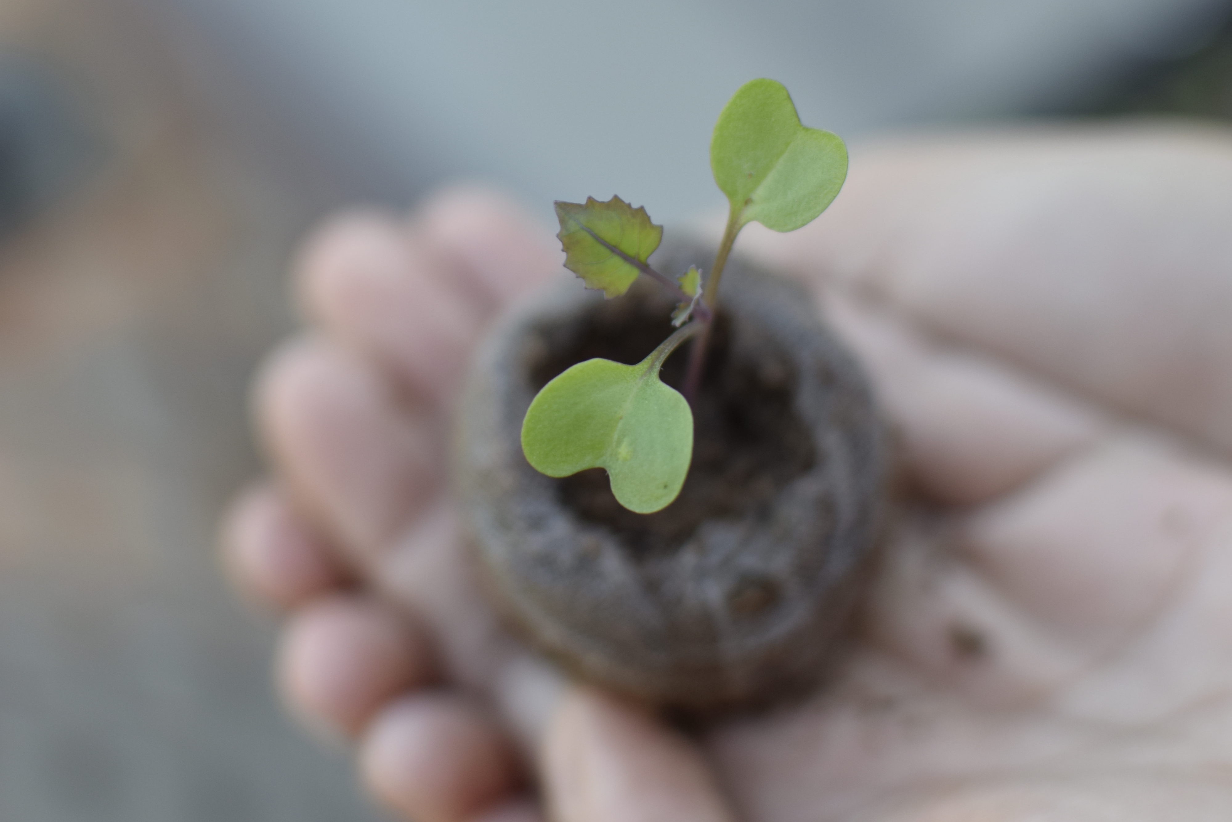 The Basics of Growing from Seed