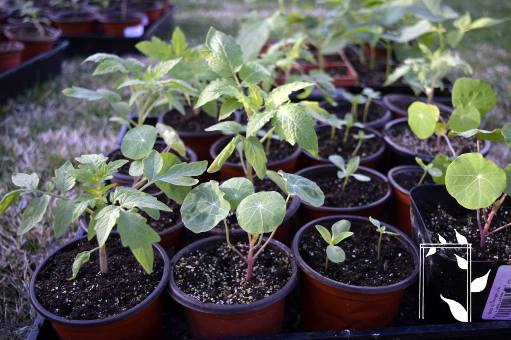 Seedling Care Tips- 5 Ways to promote stronger, healthier seedlings ...