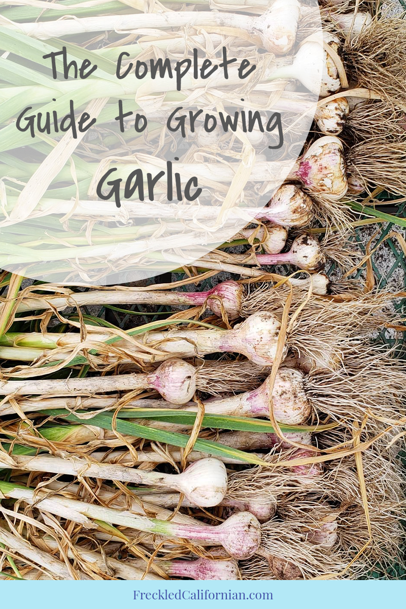 How to Grow Garlic ~ A Guide to Planting, Harvesting, Curing, & Storage ...