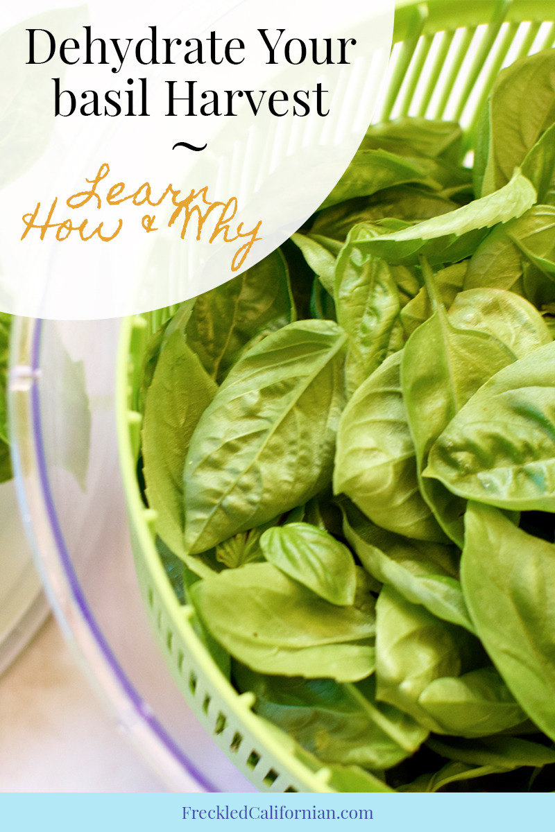 How to Dry Basil In A Dehydrator