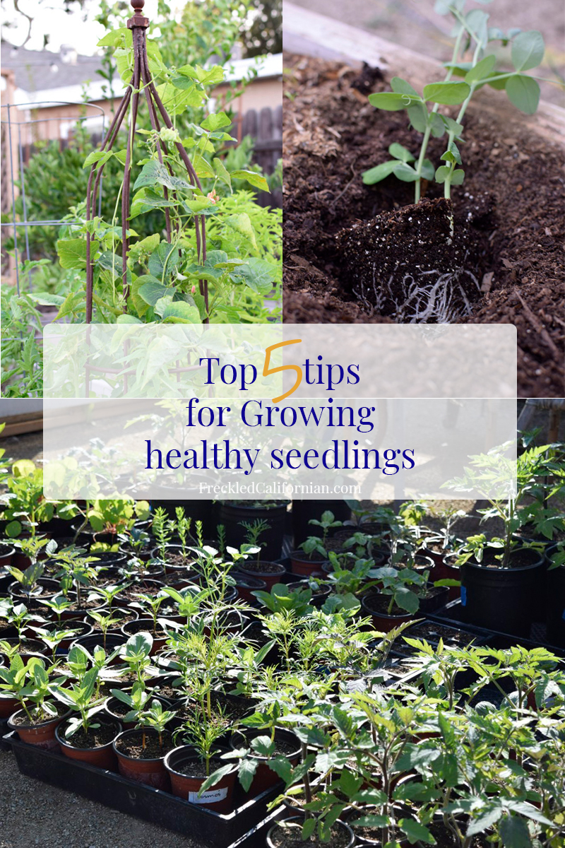 Seedling Care Tips- 5 Ways to promote stronger, healthier seedlings ...