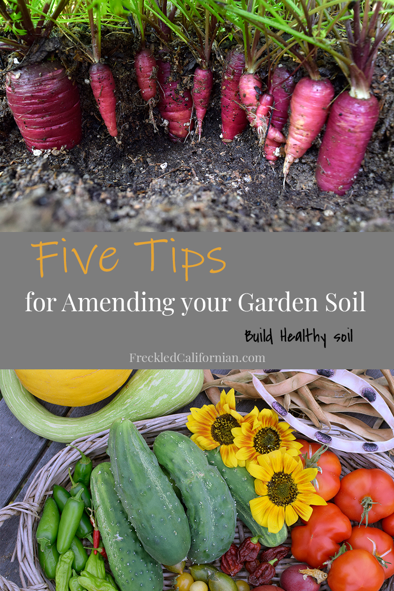 Amending Your Soil Organically Between Seasons ~ 5 Things to Do ...