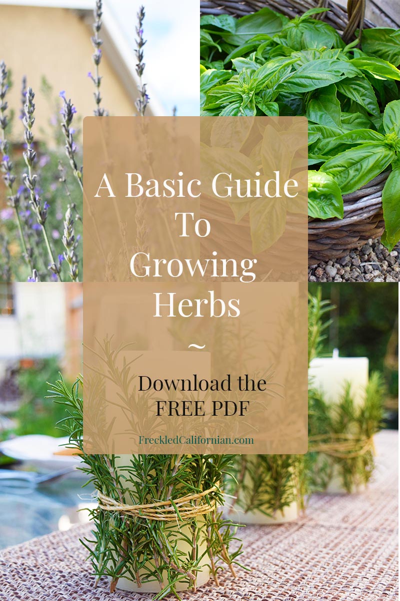 How to Start an Herb Garden