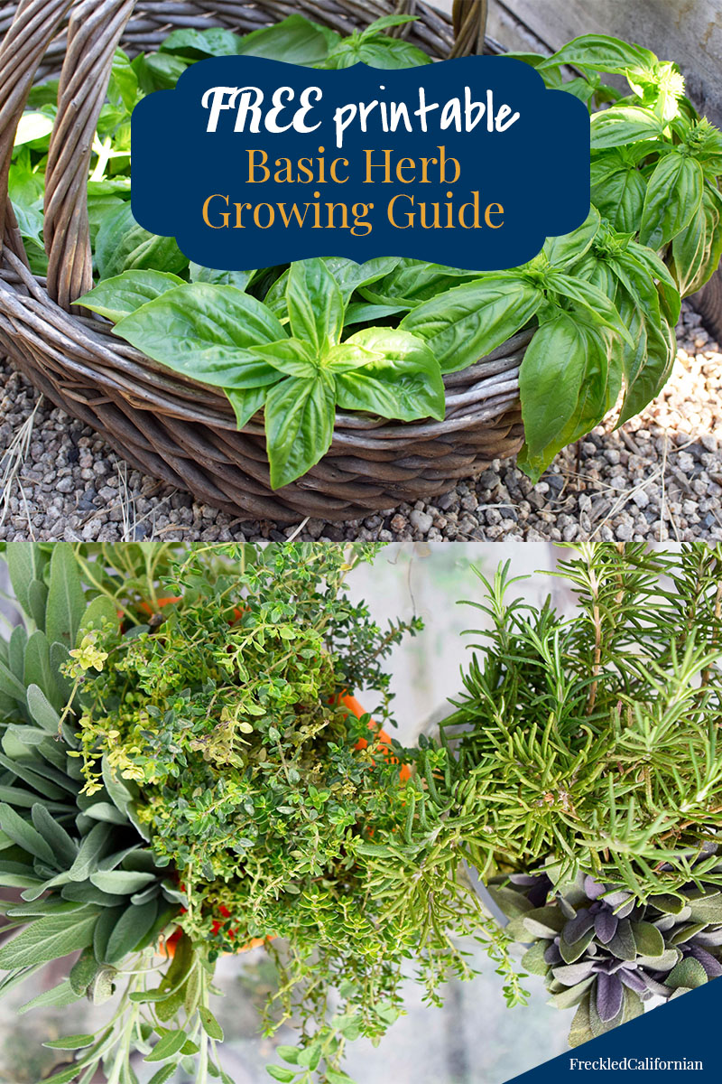 How to Start an Herb Garden