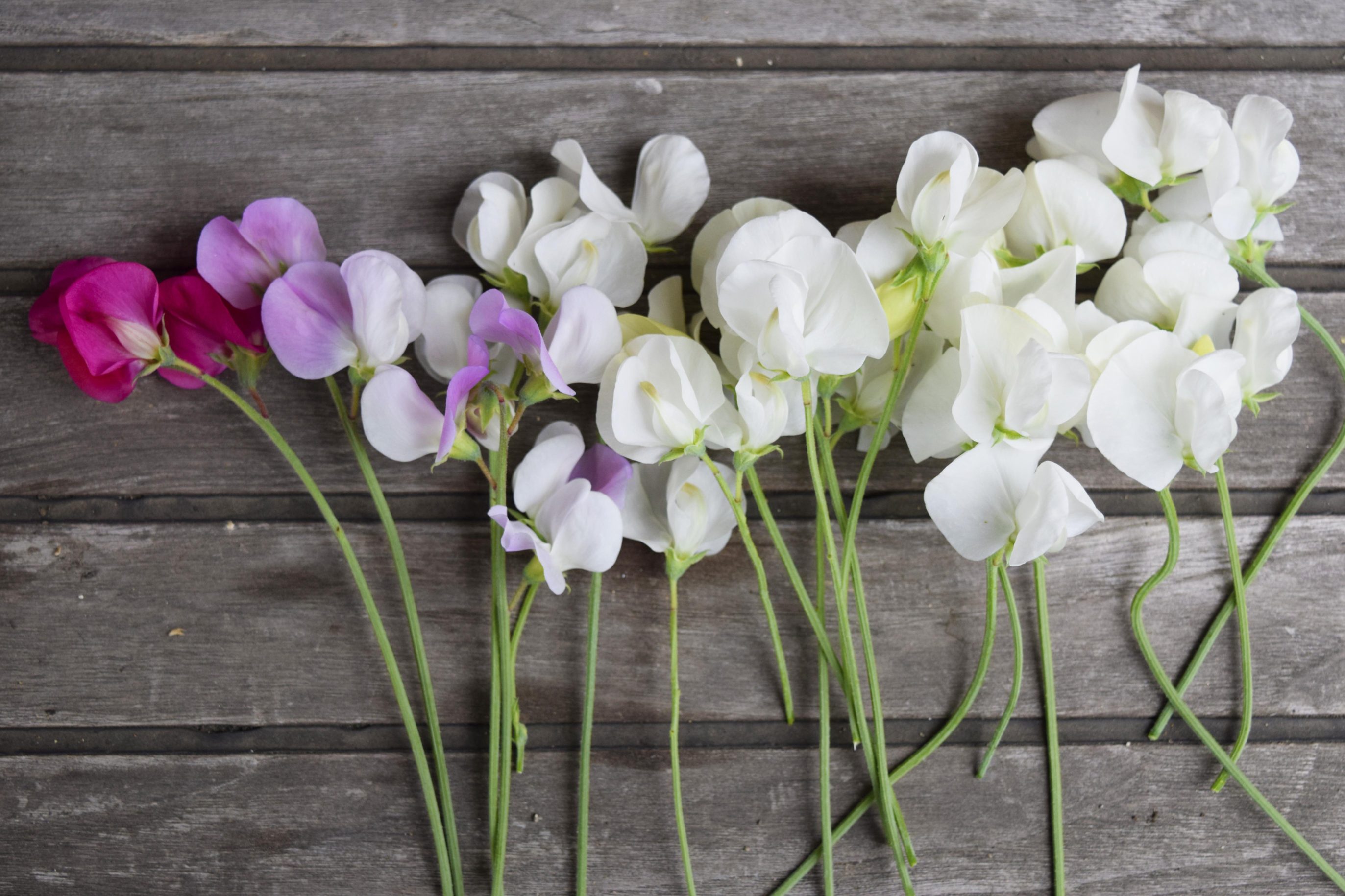 Growing Sweet Peas For Lovely Cut Flowers