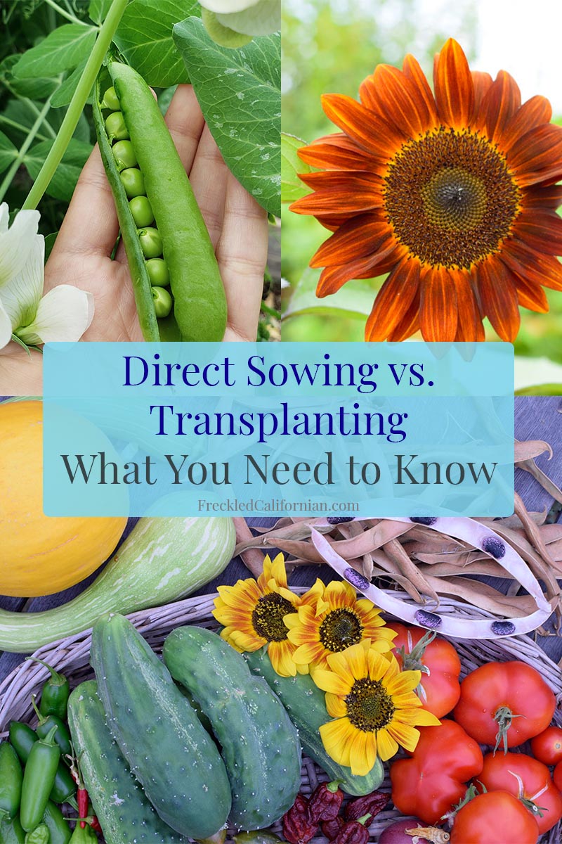 What Does Direct Sowing vs. Transplanting Mean? ~ Freckled Californian ...
