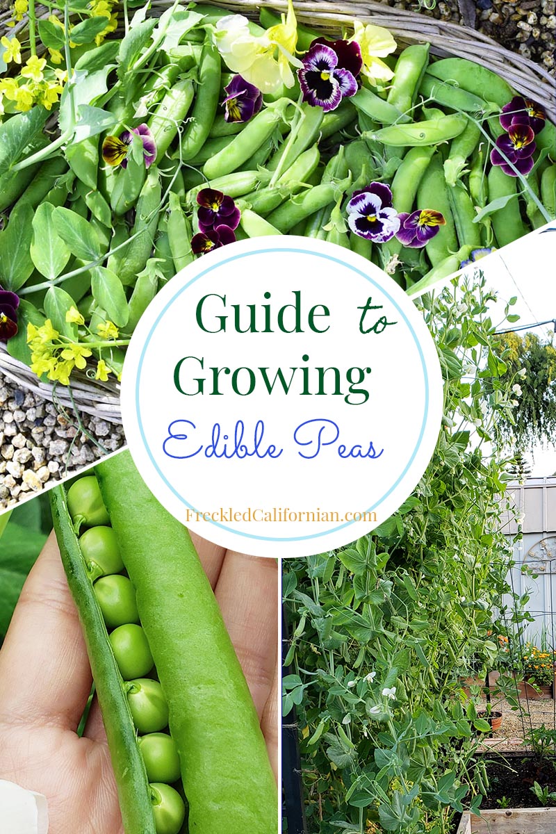 Growing Peas in Southern California ~ Freckled Californian ~ A ...