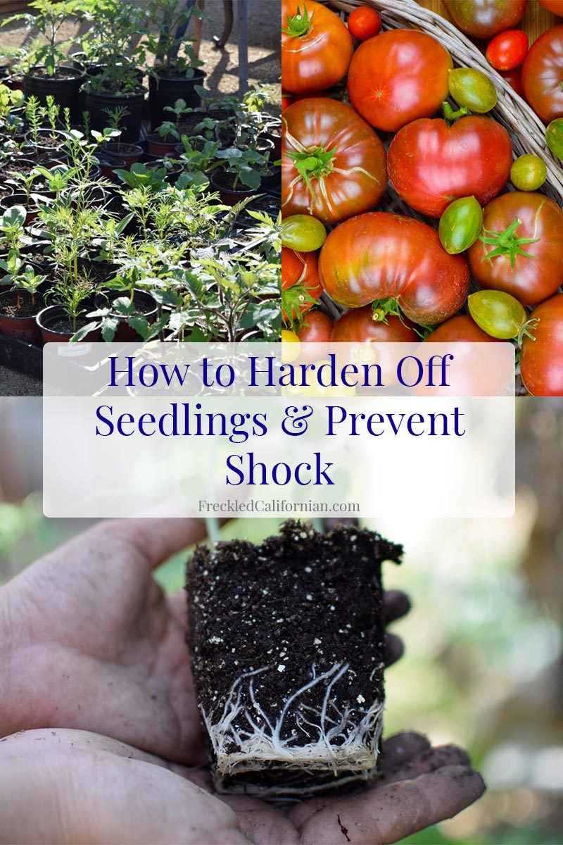 How to Harden Off Seedlings for Transplanting