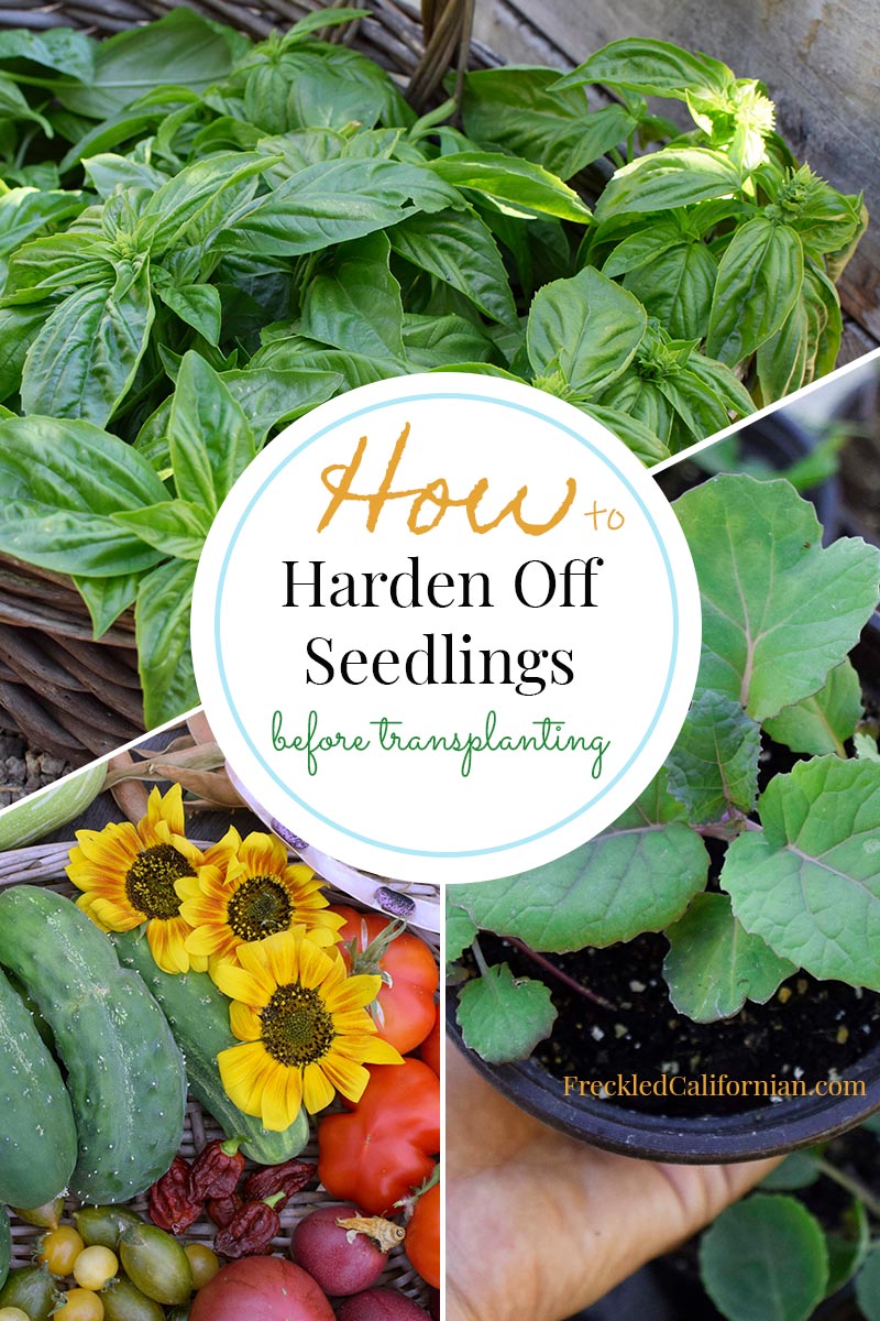 How to Harden Off Seedlings for Transplanting