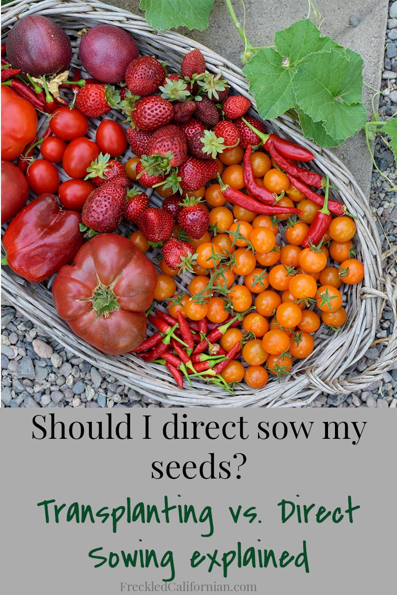 What Does Direct Sowing vs. Transplanting Mean? ~ Freckled Californian ...