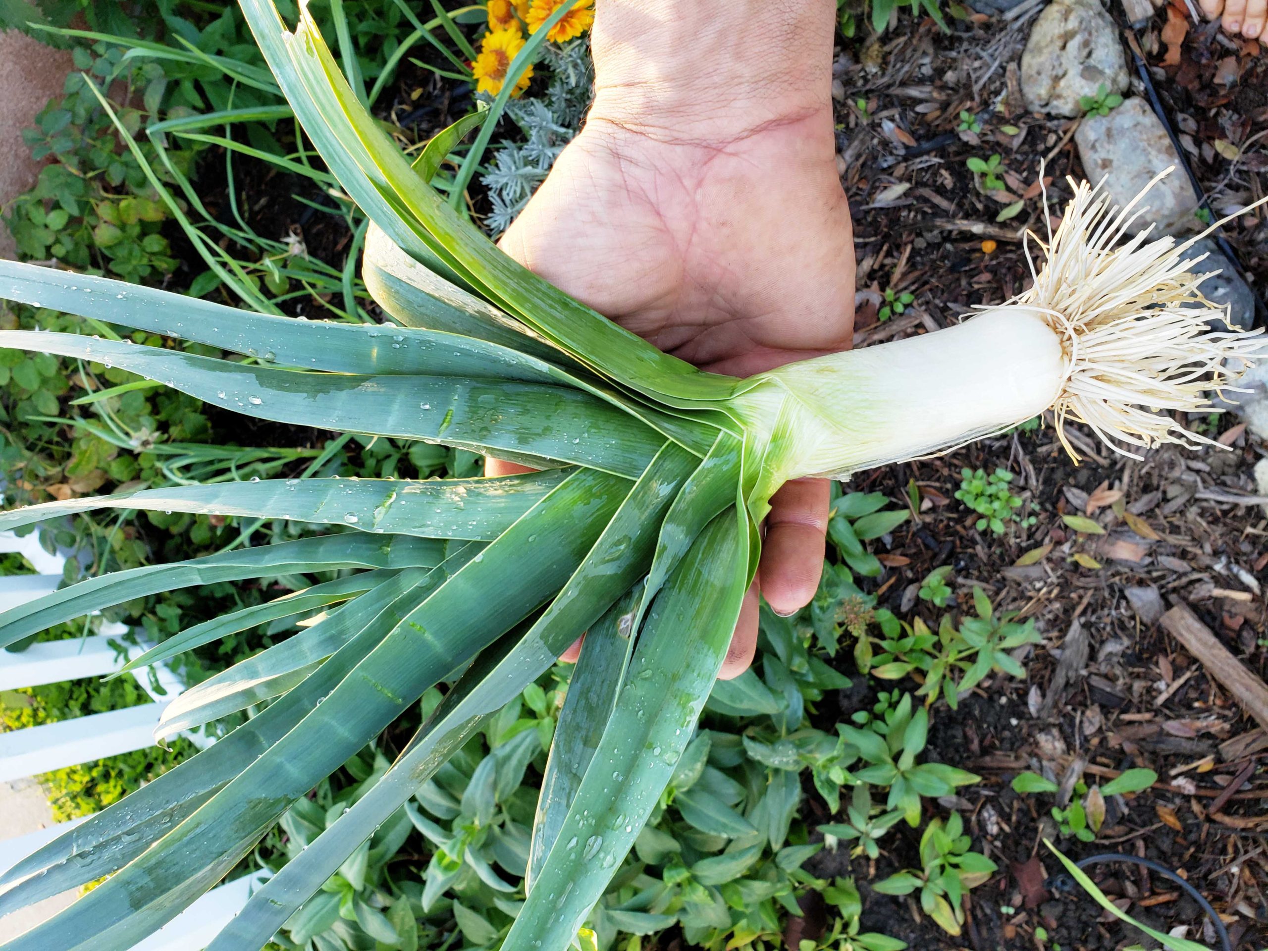 How to Grow Leeks- An Easy Cool Season Crop | Freckled Californian ~ A ...