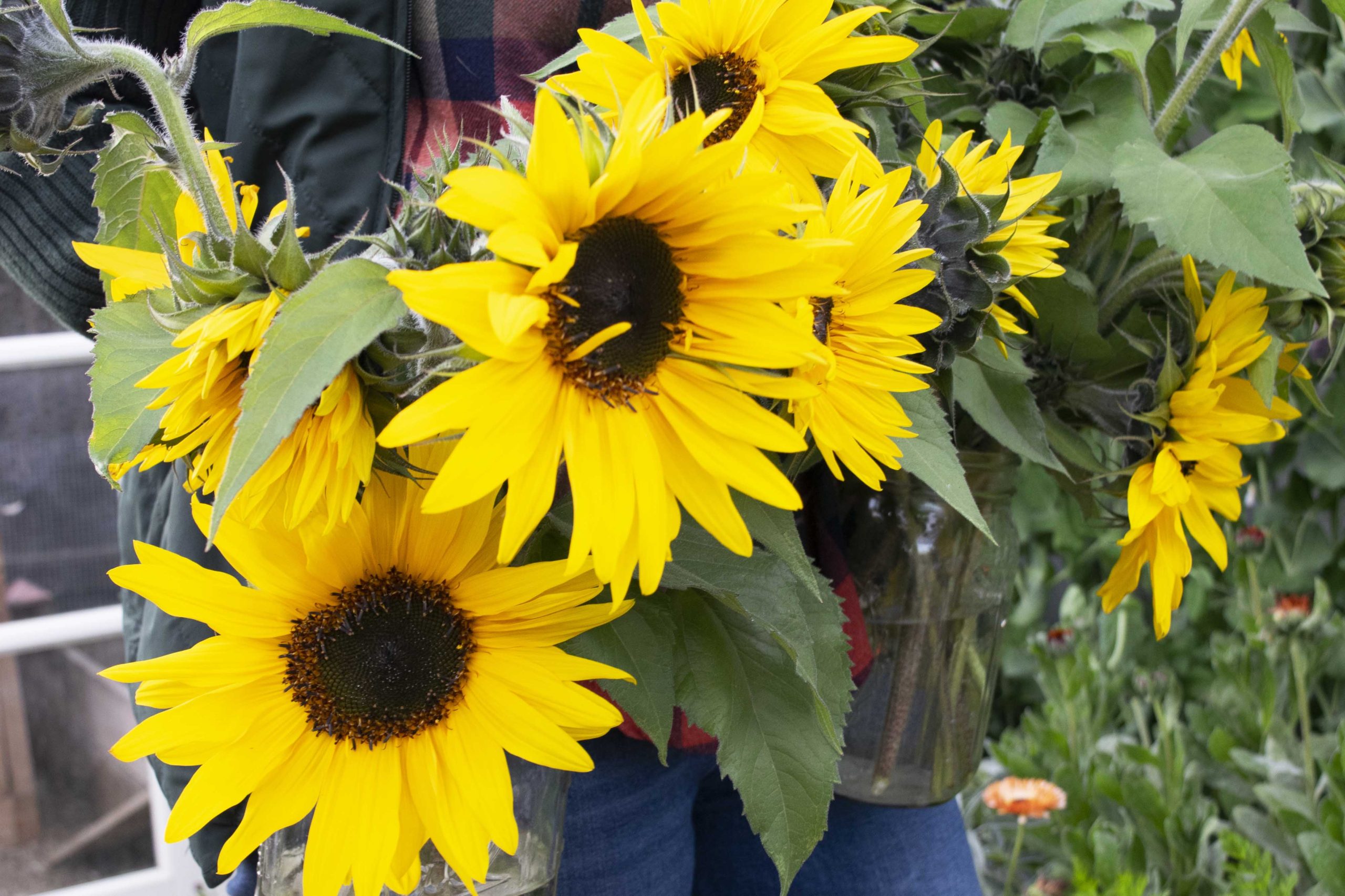 How to Grow Sunflowers ~Sow, Grow, and Save Seed