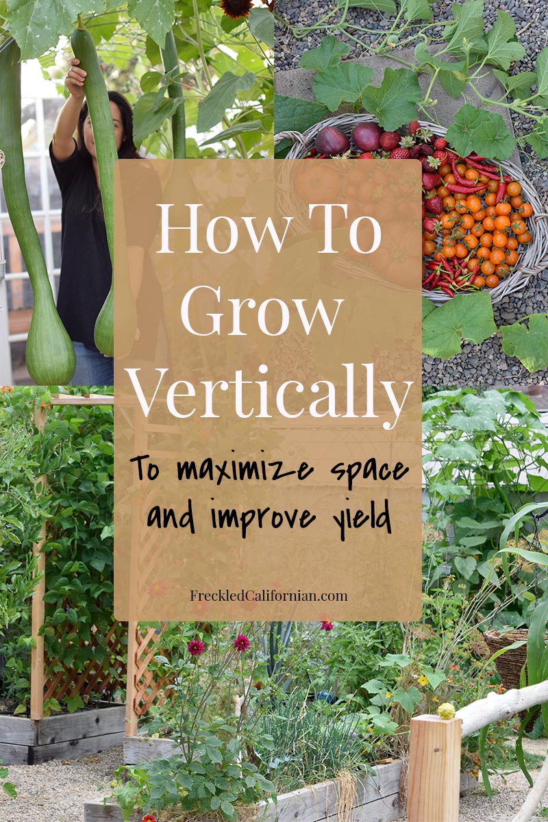 A Vertical Gardening Ideas Guide