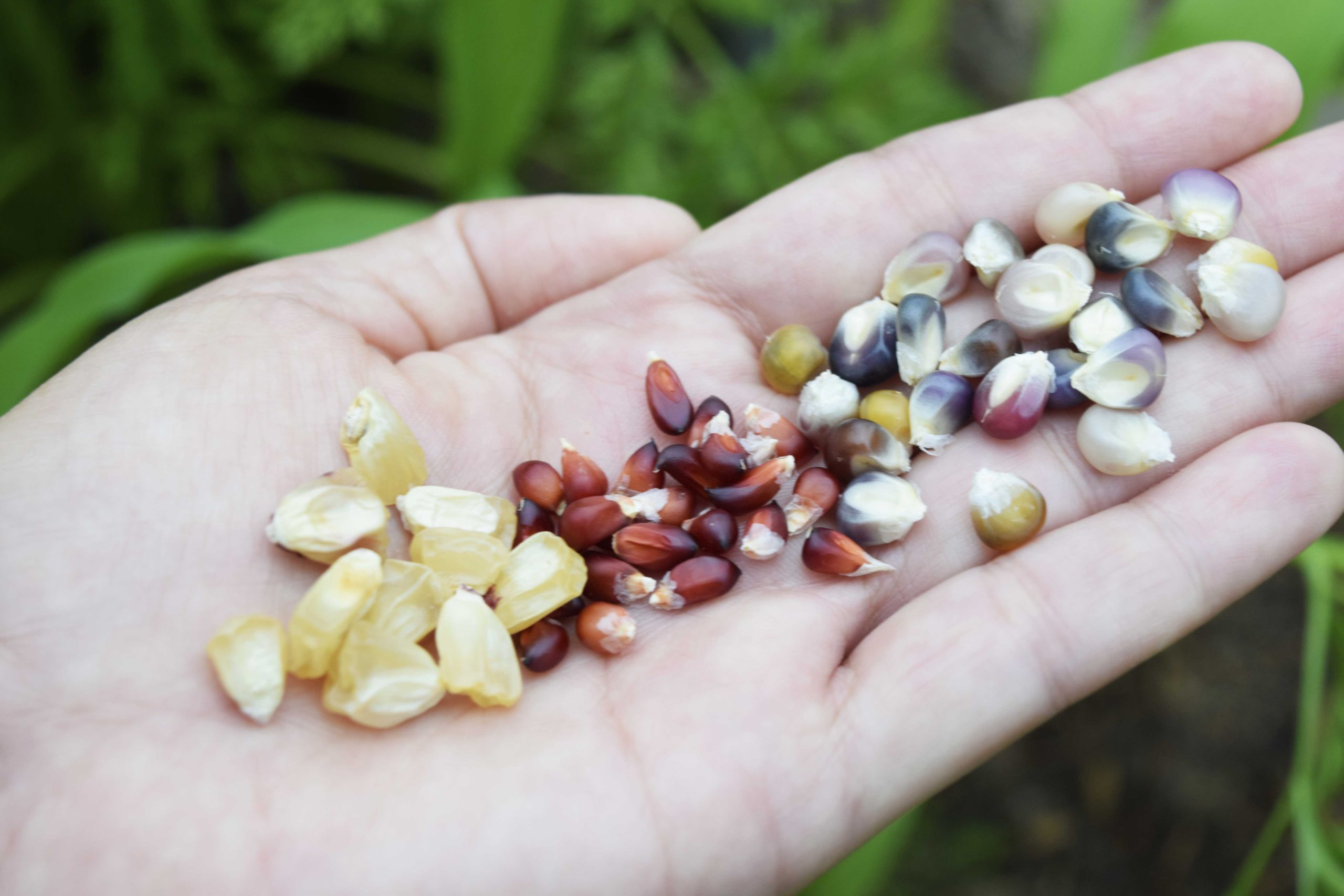 How to Grow Corn in a Backyard Garden