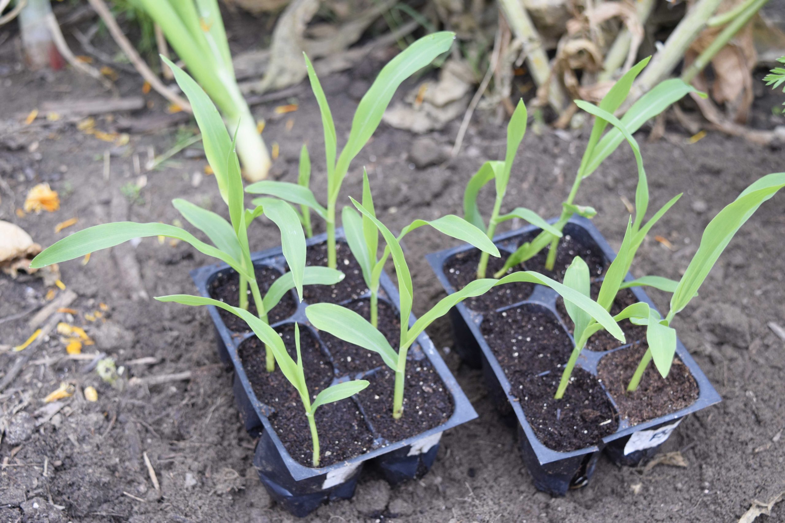 How to Grow Corn in a Backyard Garden