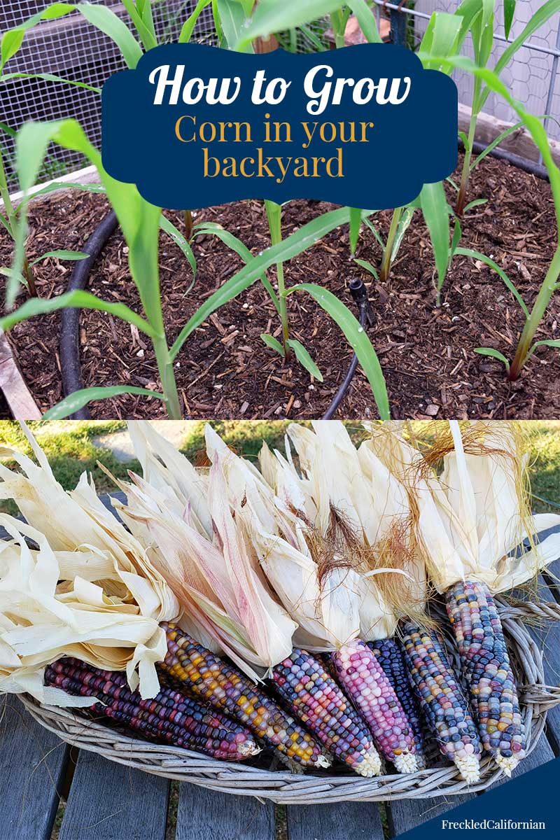 How to Grow Corn in a Backyard Garden