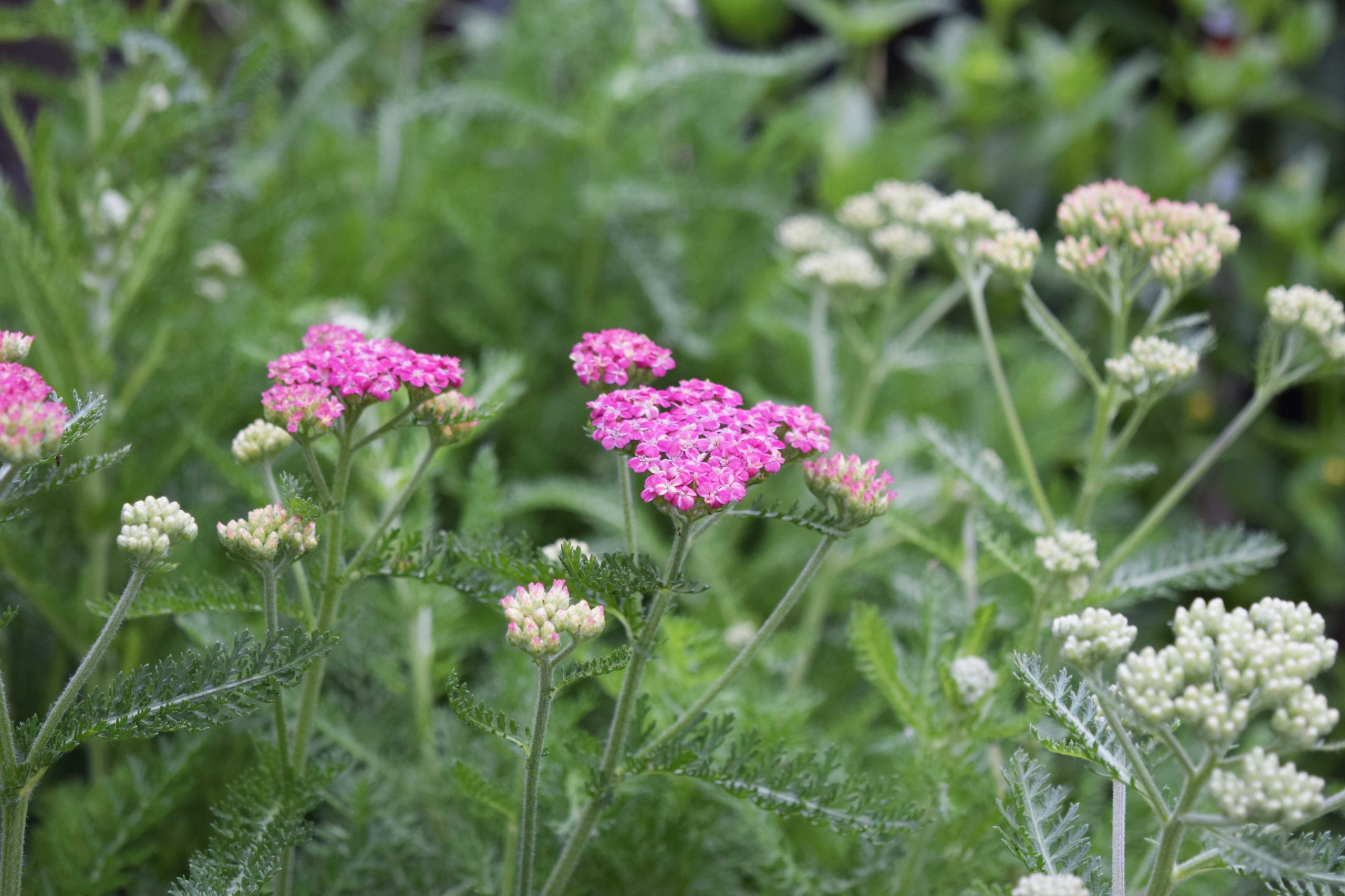 Yarrow Plant