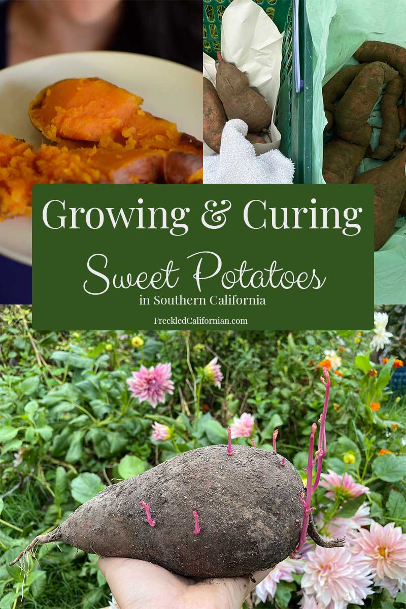 My First Attempt at Growing & Curing Homegrown Sweet Potatoes