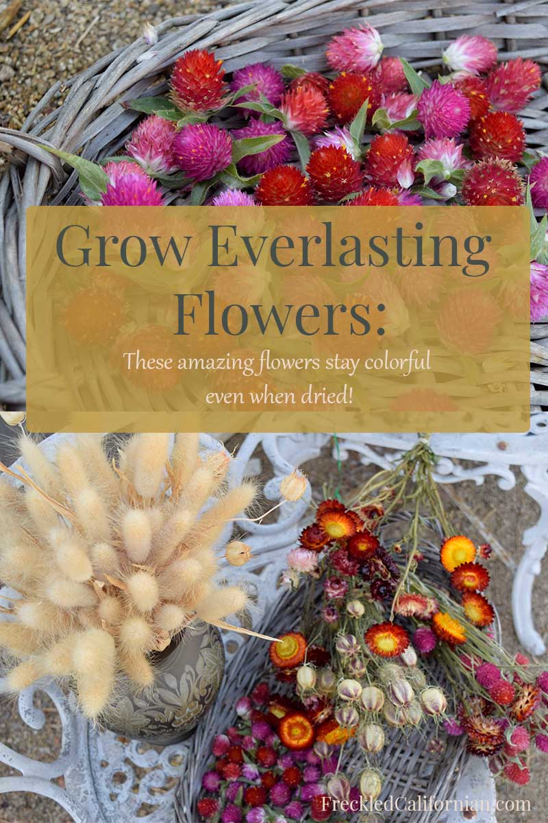 Grow Your Own Everlastings: Flowers for Growing & Drying