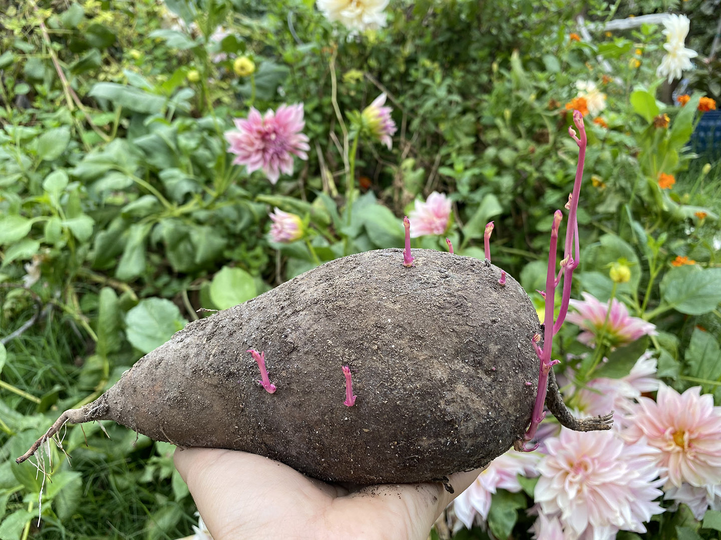 My First Attempt at Growing & Curing Homegrown Sweet Potatoes