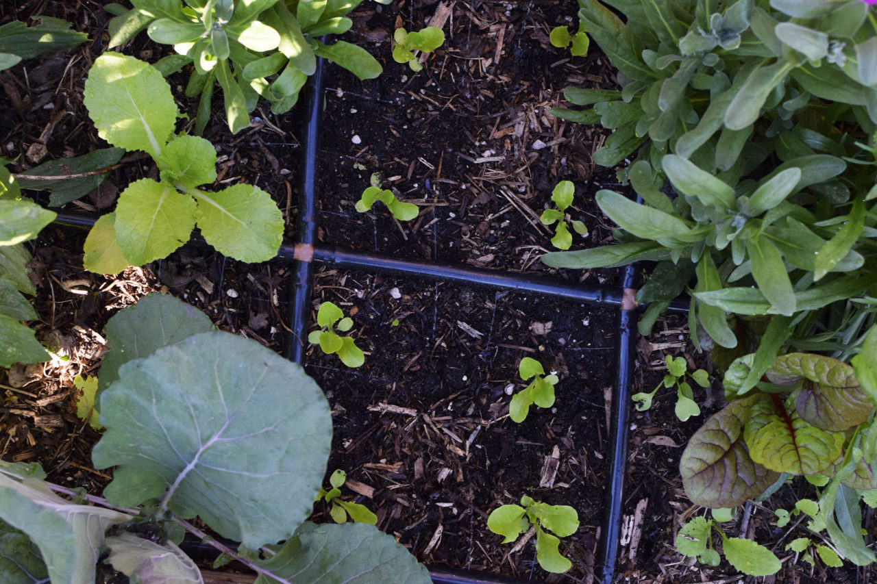 Watering & Irrigation Basics ~ Insights From our Garden ~ Freckled ...