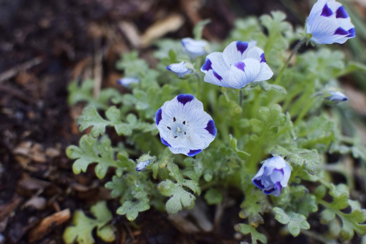 Tips for Selecting & Planting California Native Plants