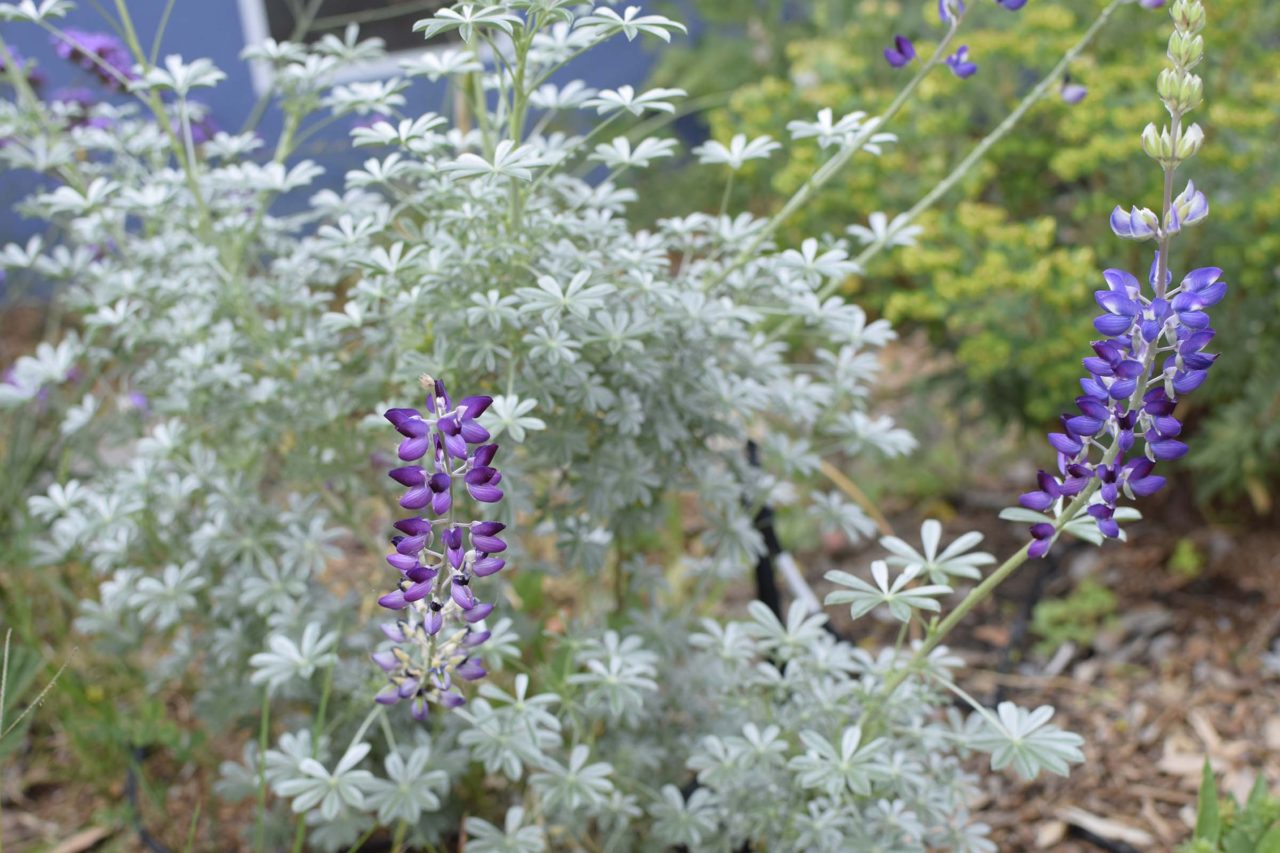 Tips for Selecting & Planting California Native Plants