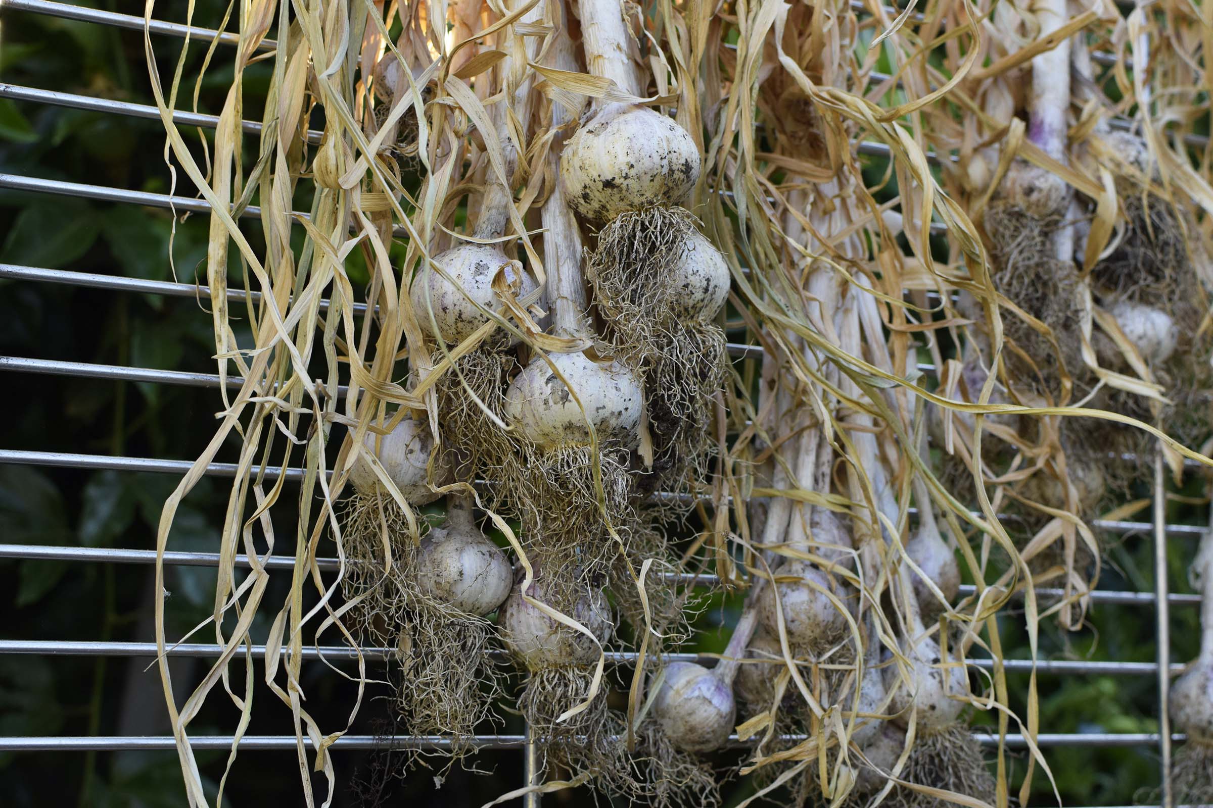 How to Grow Garlic ~ A Guide to Planting, Harvesting, Curing, & Storage ...
