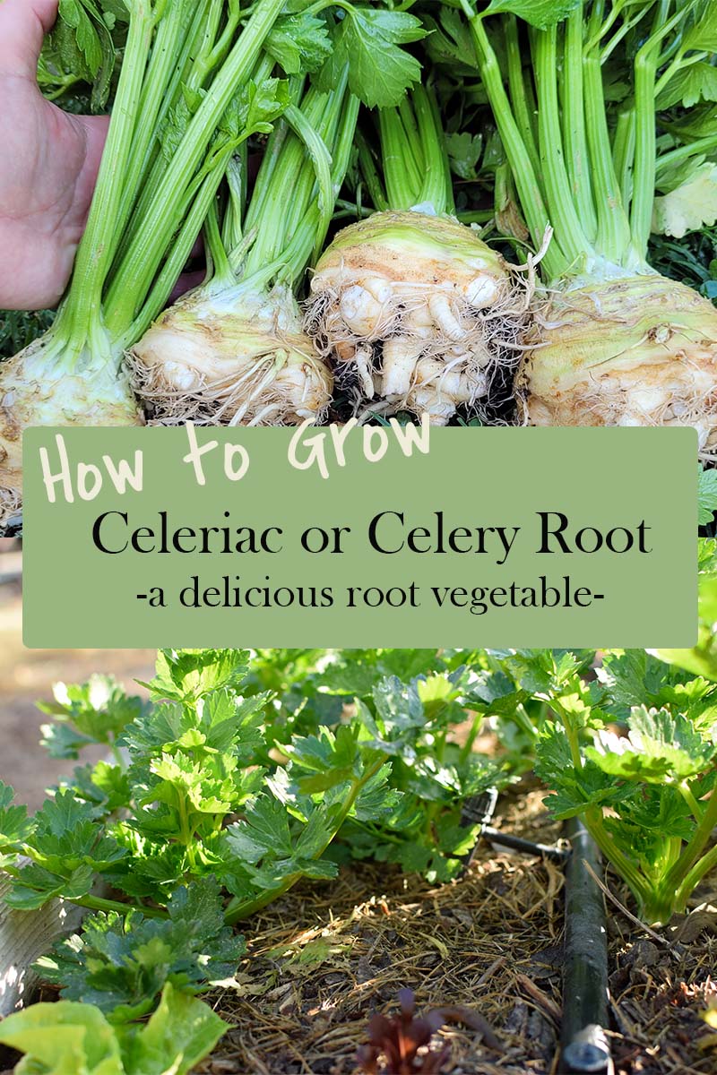 Growing Celeriac ~ Tips From My Southern California Garden ~ Freckled ...