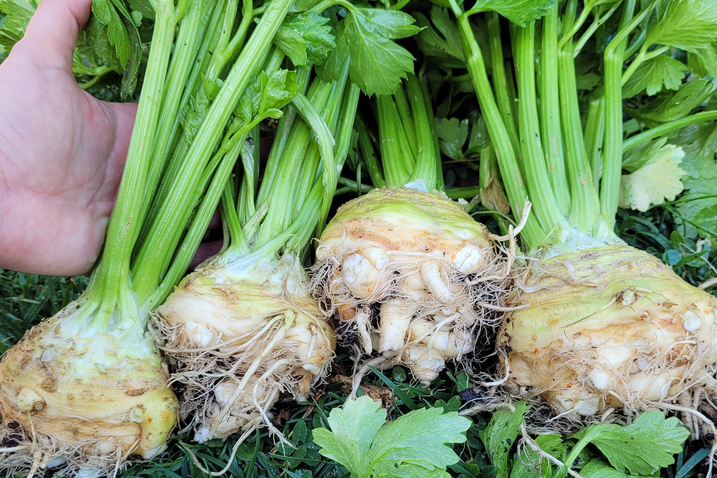 Celeriac Plant