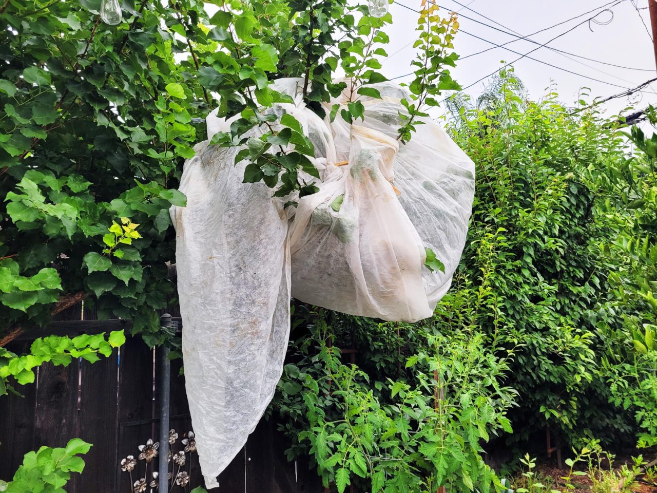 Protecting Fruit in an Backyard Garden