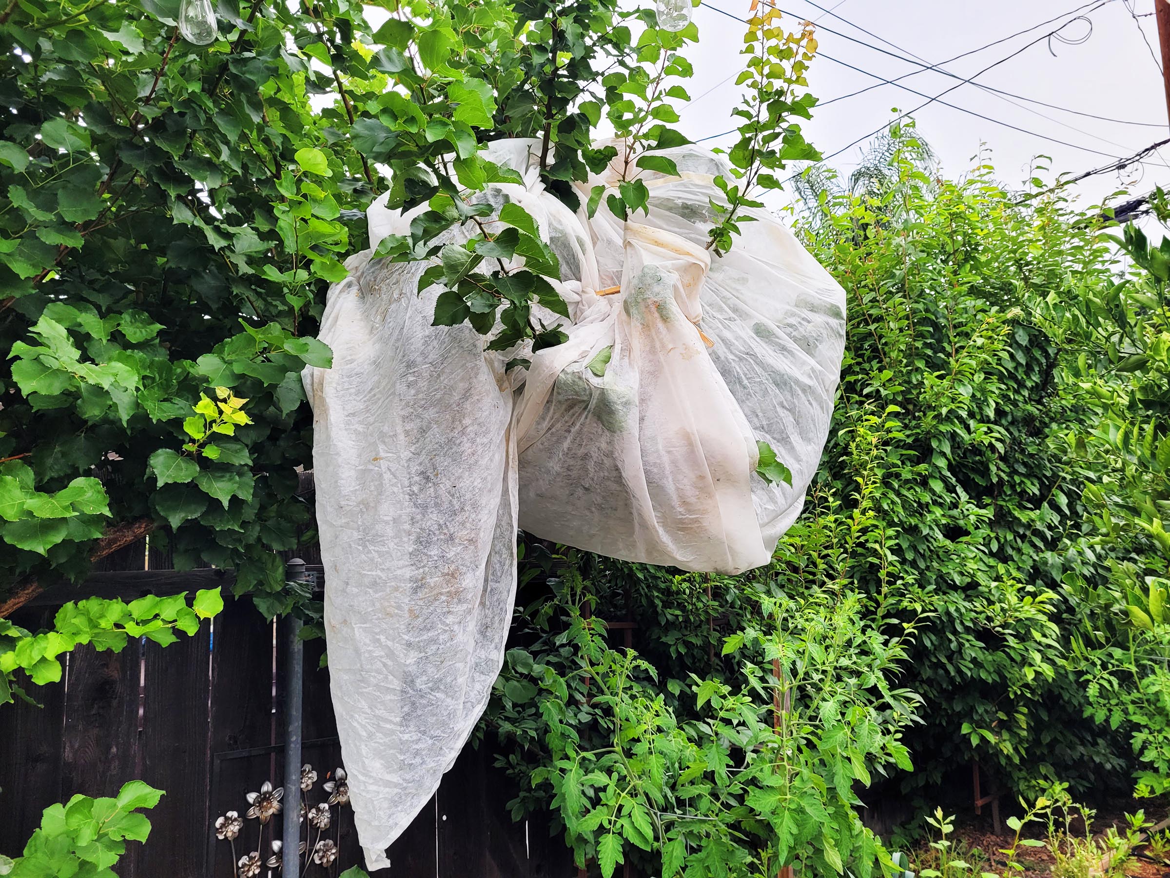 Protecting Fruit in an Backyard Garden