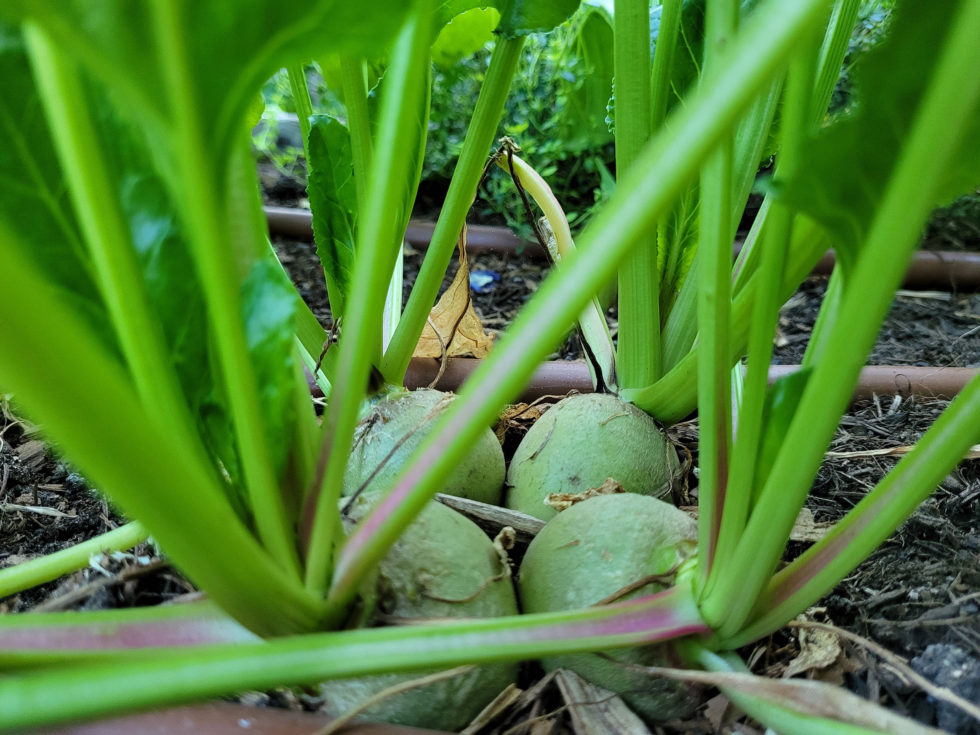 I Finally Grew Some Nice Beets! Here Are The Gardening Tips I Tried