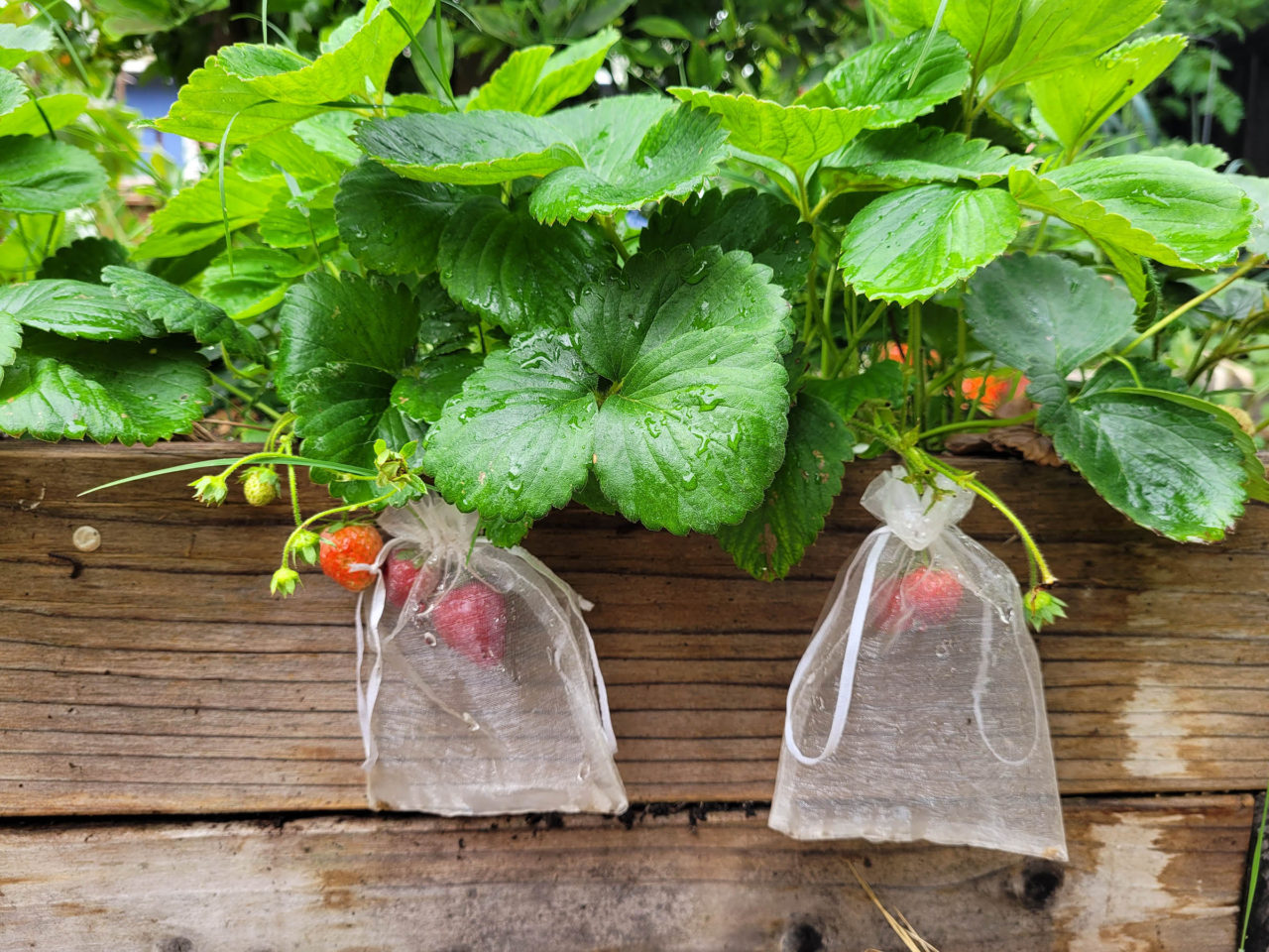Protecting Fruit in an Backyard Garden