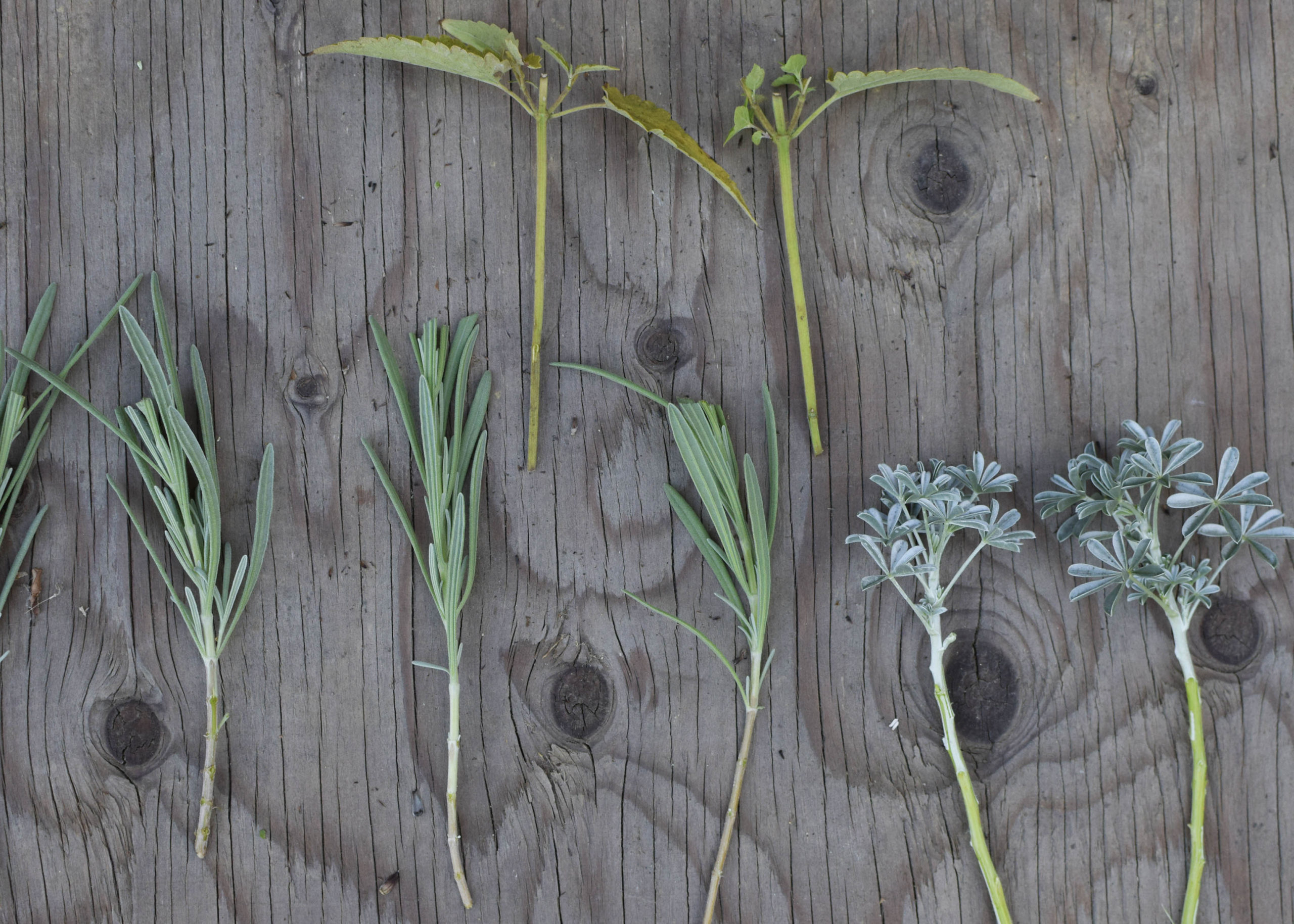 How to Propagate Plants From Cuttings