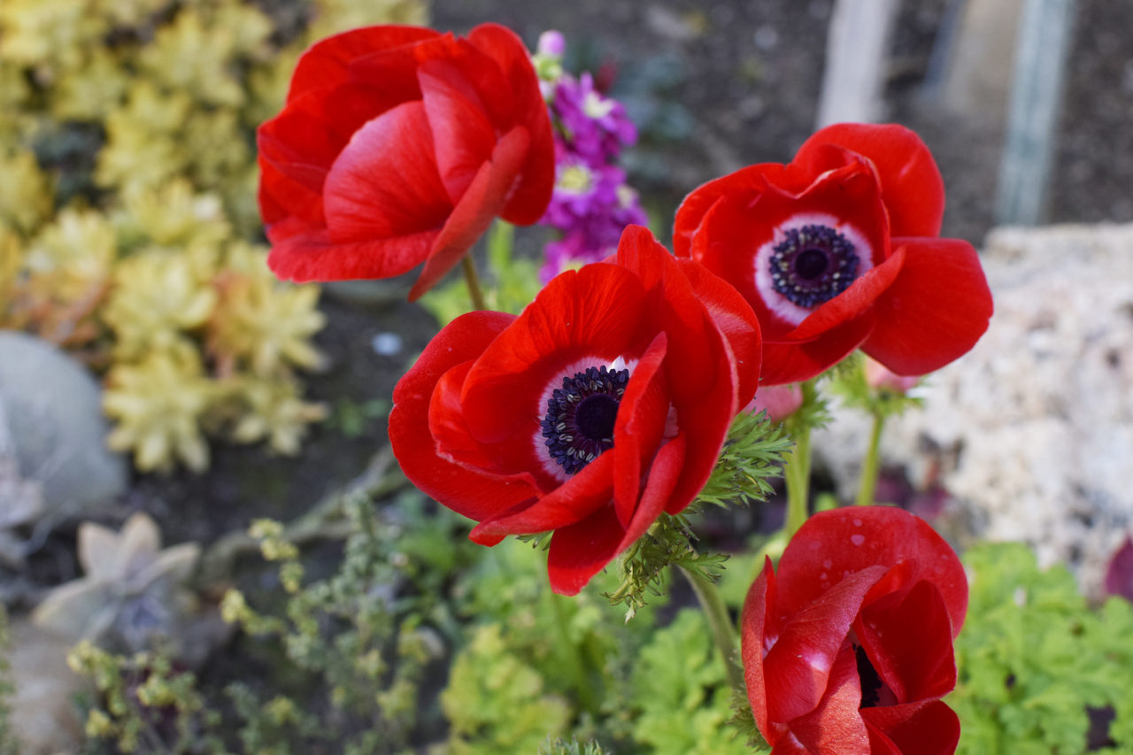 Fall Planted Flower Bulbs