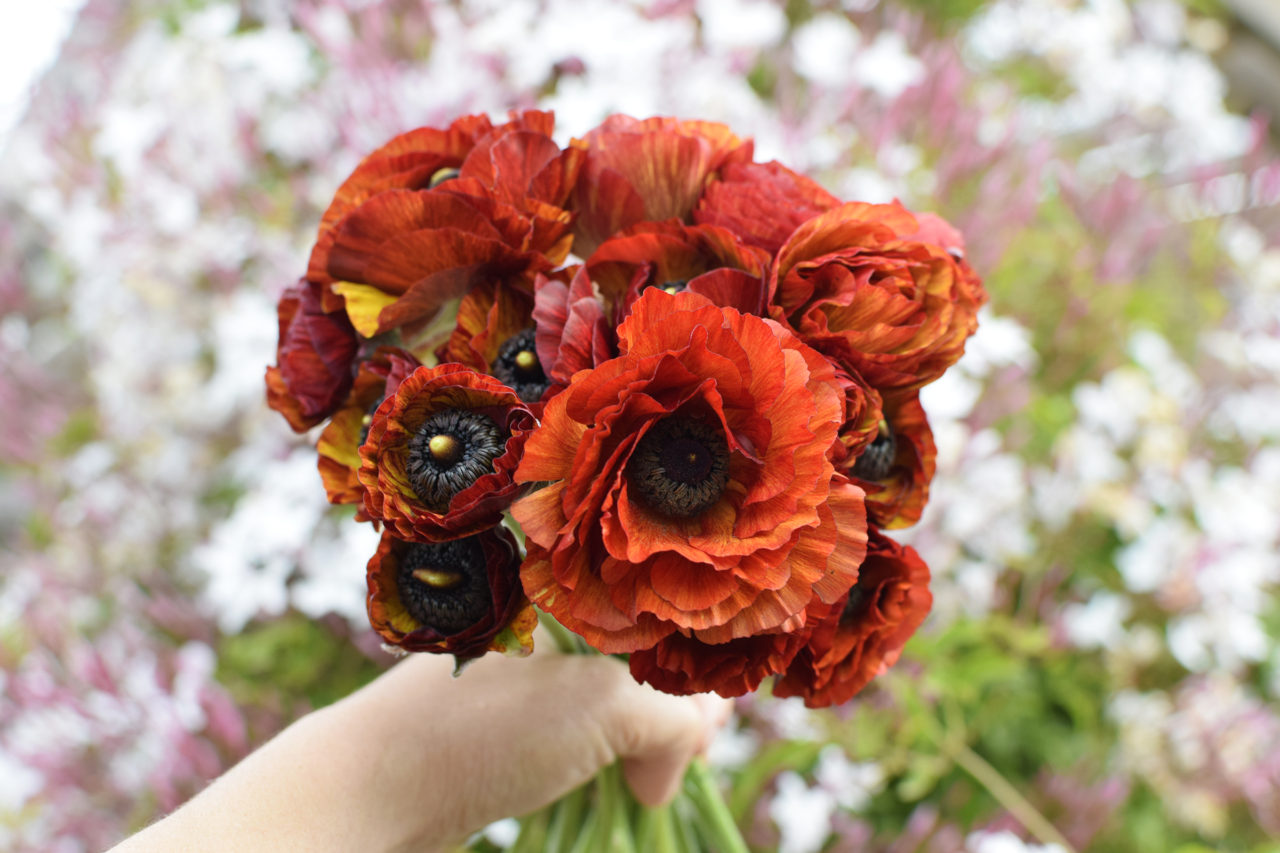 Fall Planted Flower Bulbs