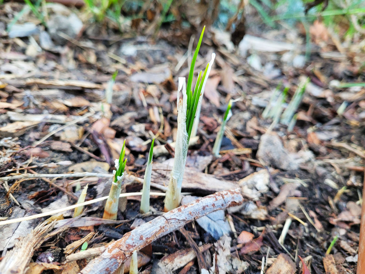 Growing Saffron Crocus ~ A Spice Worth Growing