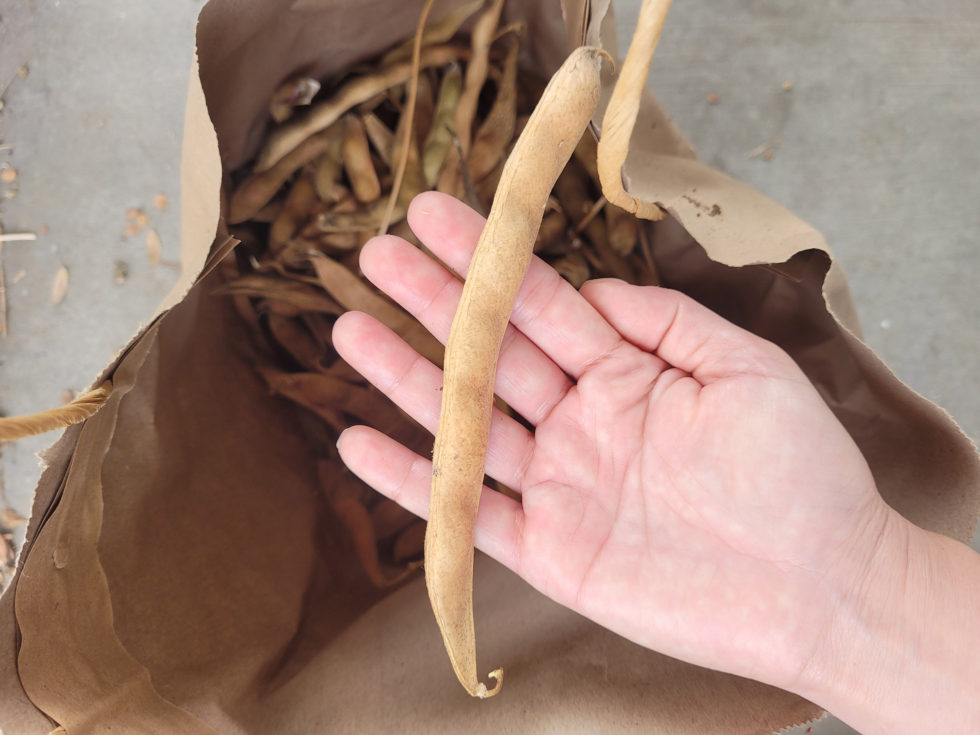 My Obsession with Growing Dried Heirloom Beans