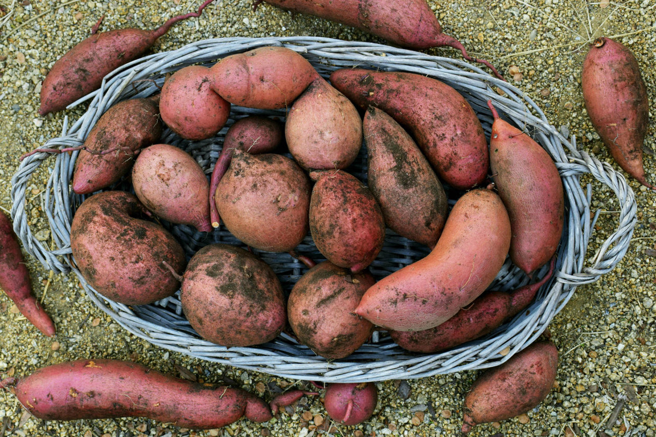 Sweet Potato Tips & How to Start Your Own Slips