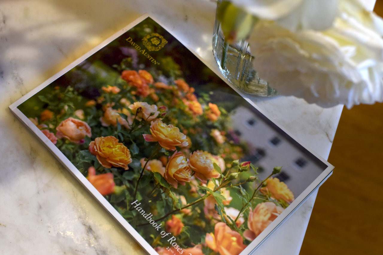 Getting Started Growing Roses~ My Tips