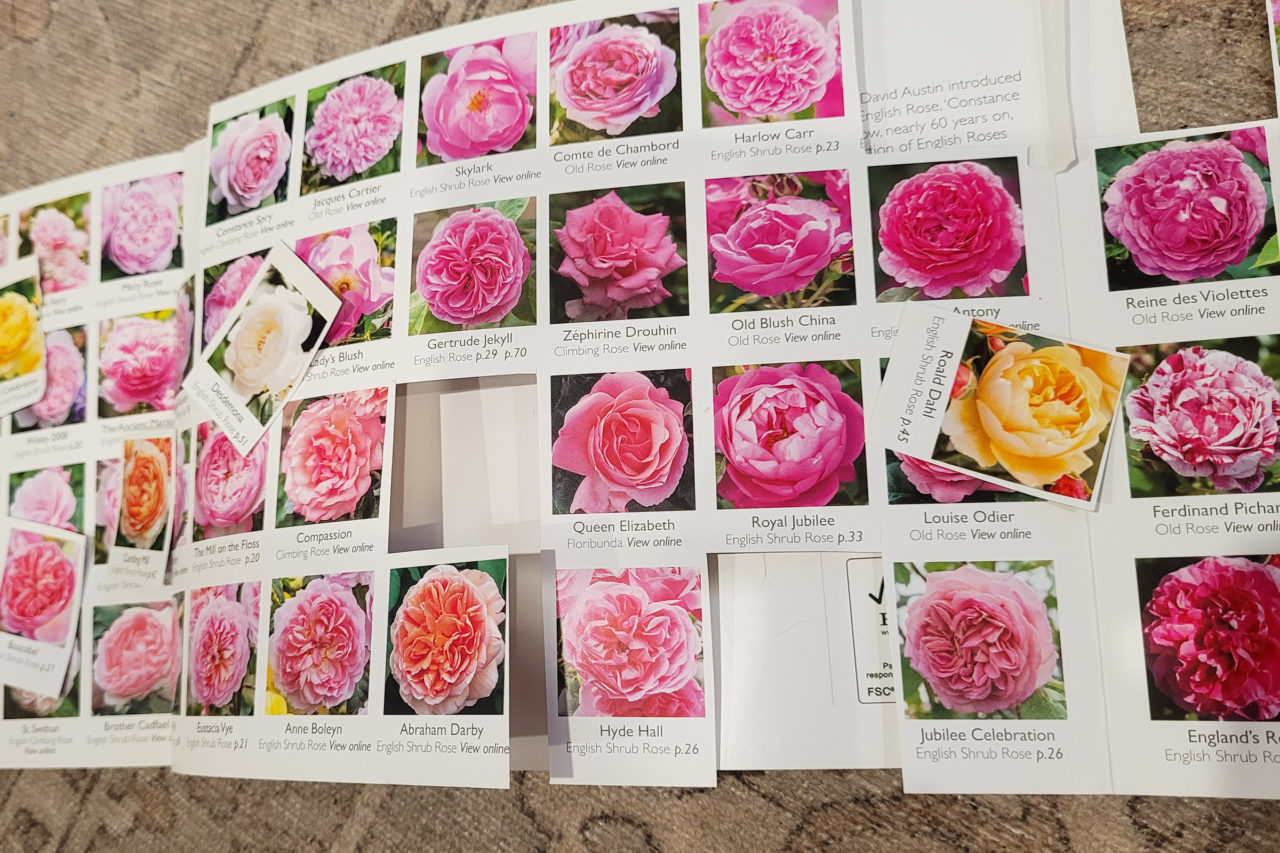 Getting Started Growing Roses~ My Tips