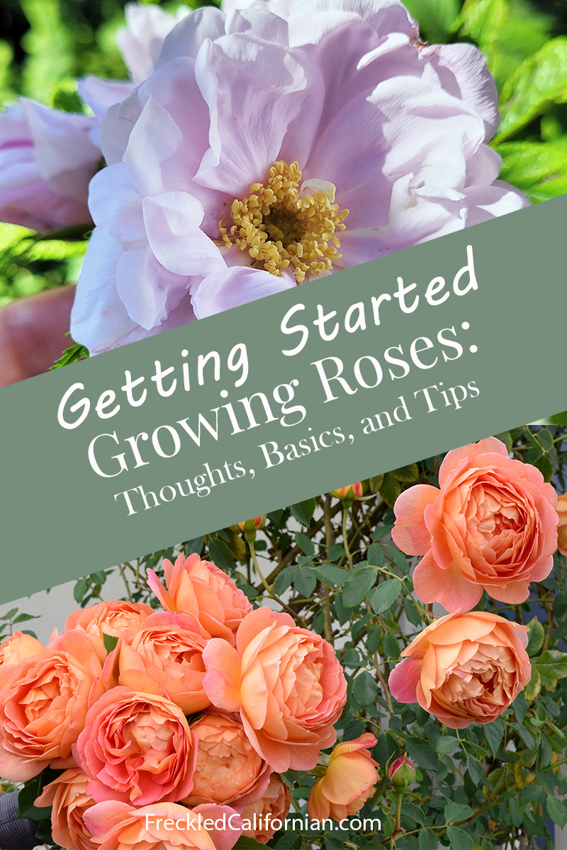 Getting Started Growing Roses~ My Tips