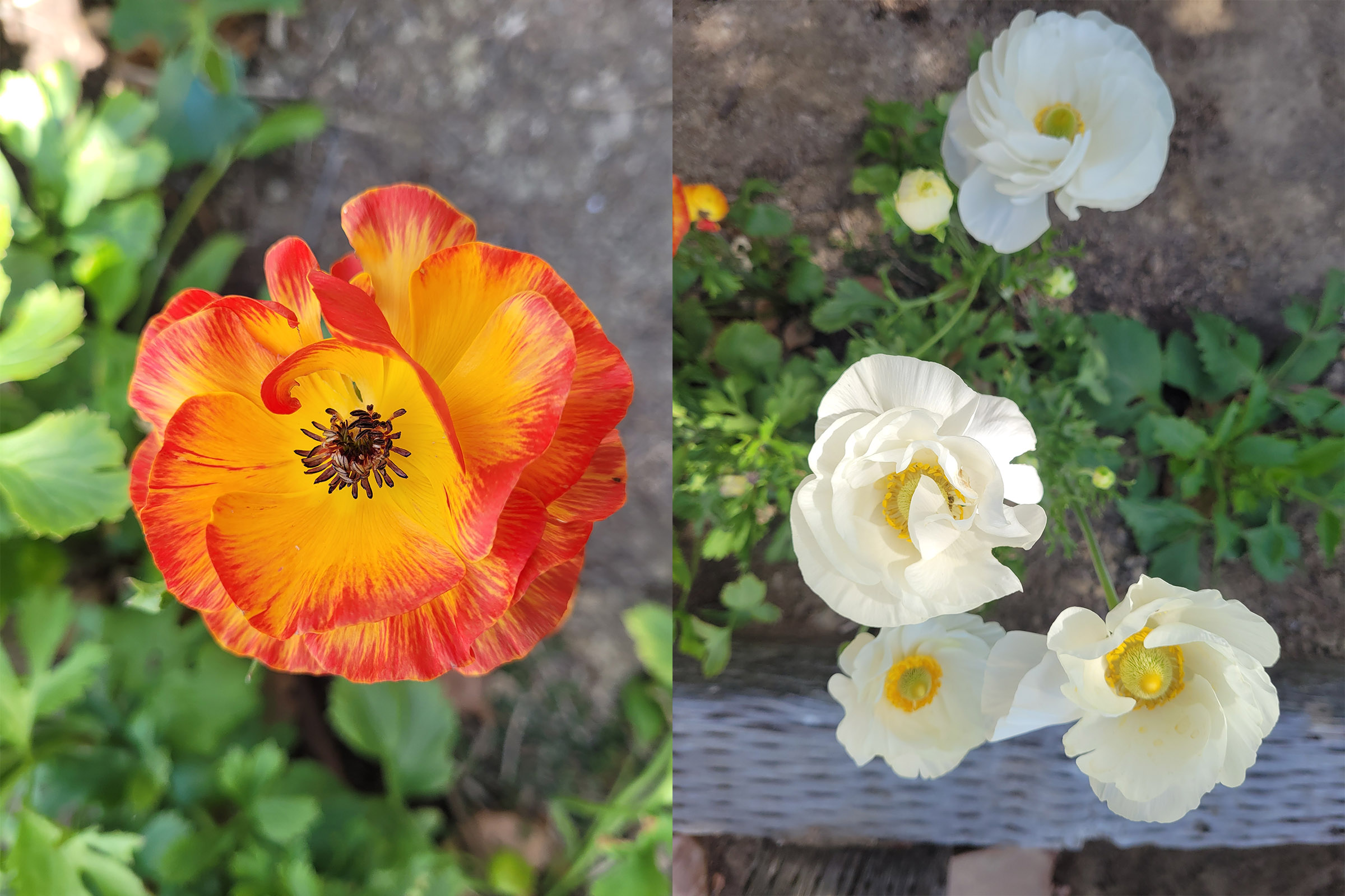 How to Collect & Save Ranunculus Seeds