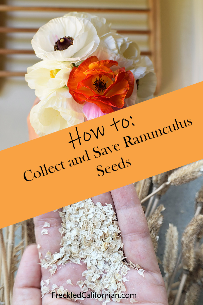 How to Collect & Save Ranunculus Seeds