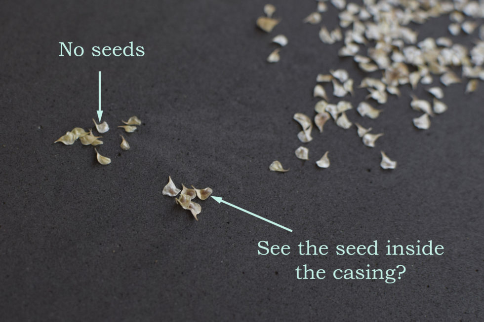 How to Collect & Save Ranunculus Seeds
