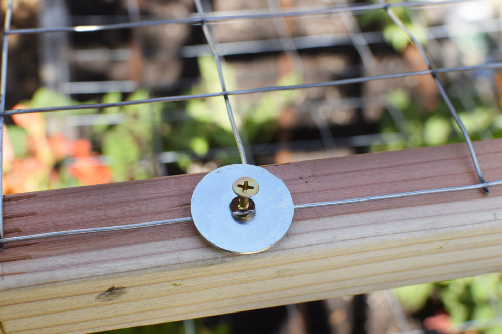 A Unique DIY Tomato Trellis Design