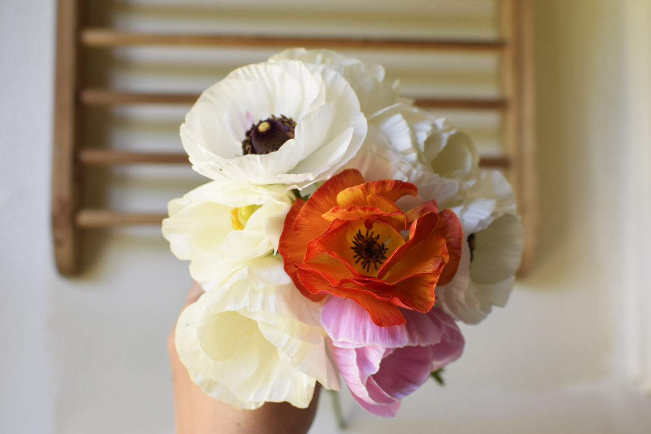 How to Collect & Save Ranunculus Seeds