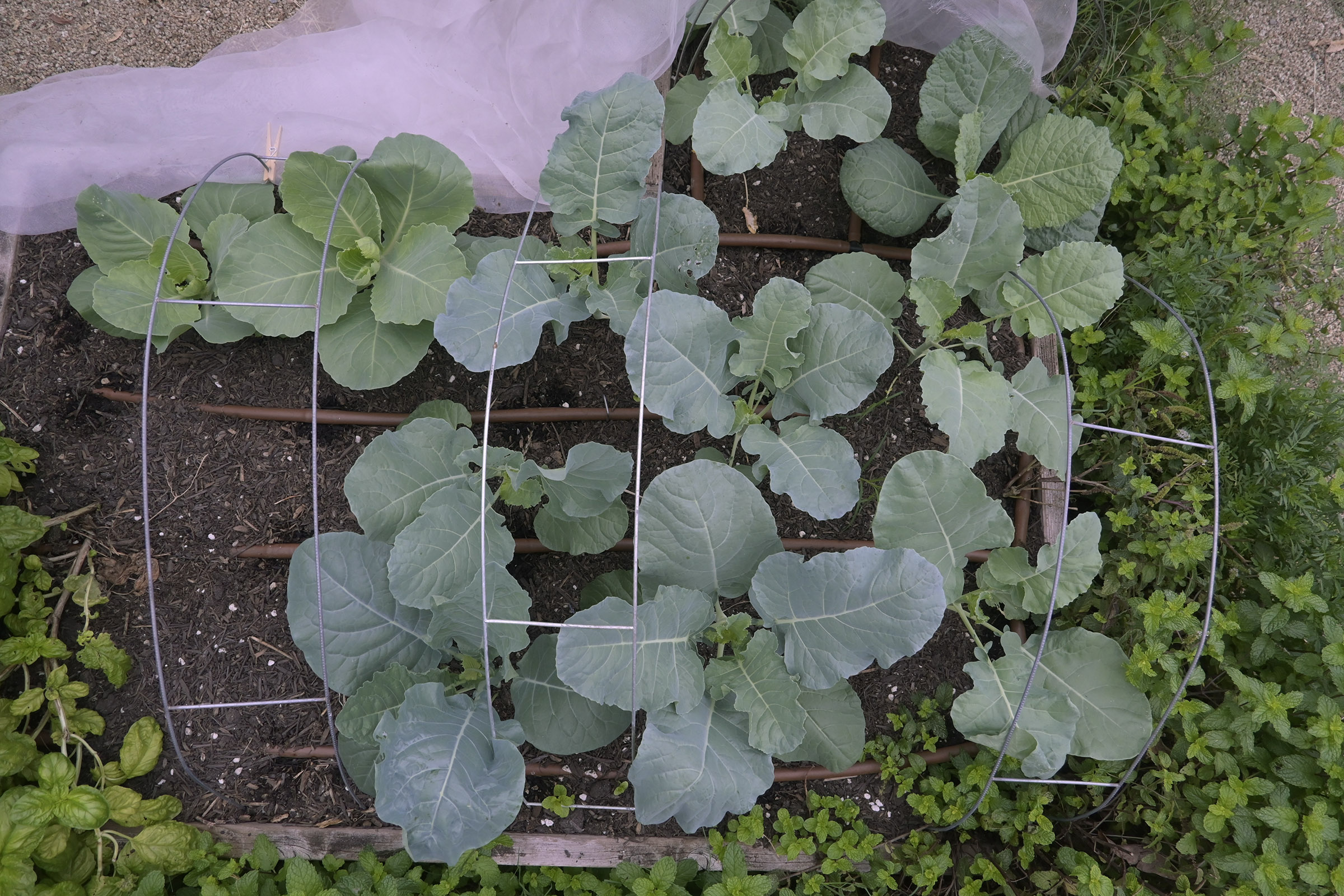 Winter Vegetable Planting in Southern California