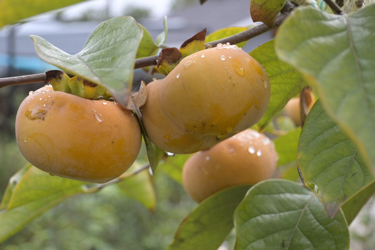 Planting Daffodils in Containers & Other Fall Tasks